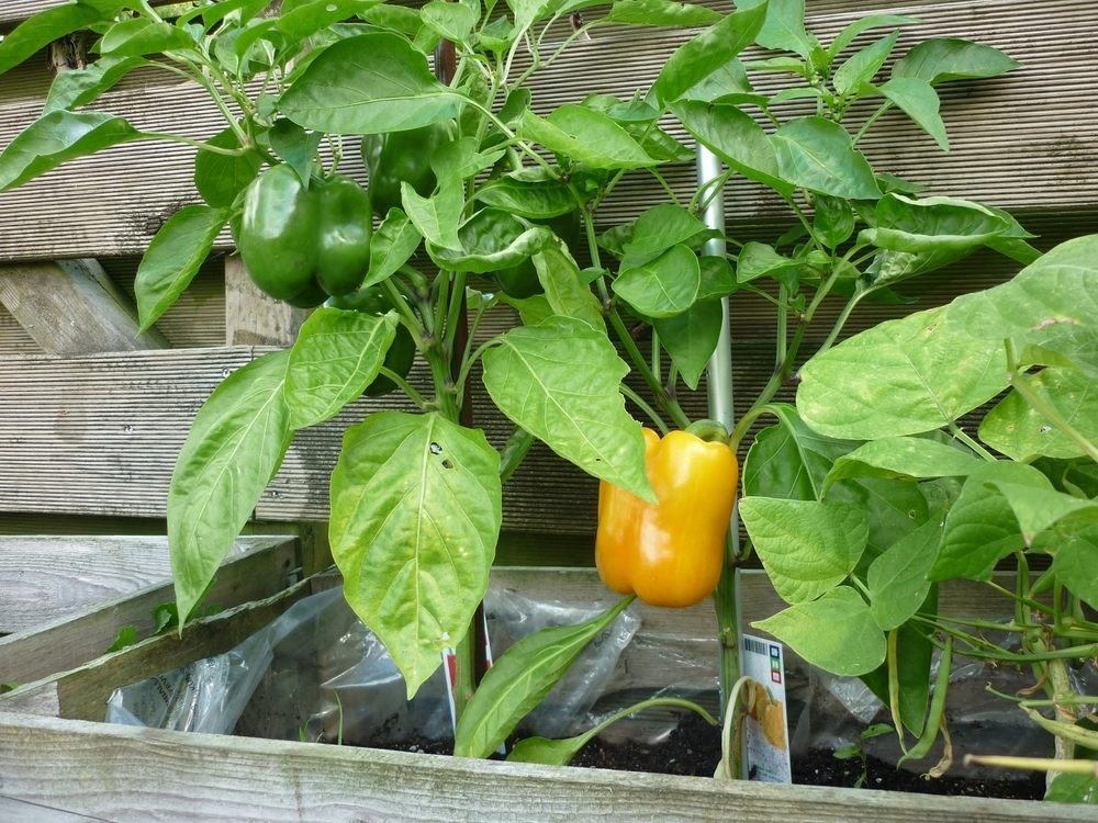 A beginner’s guide to growing vegetables - St Peters Garden Centre