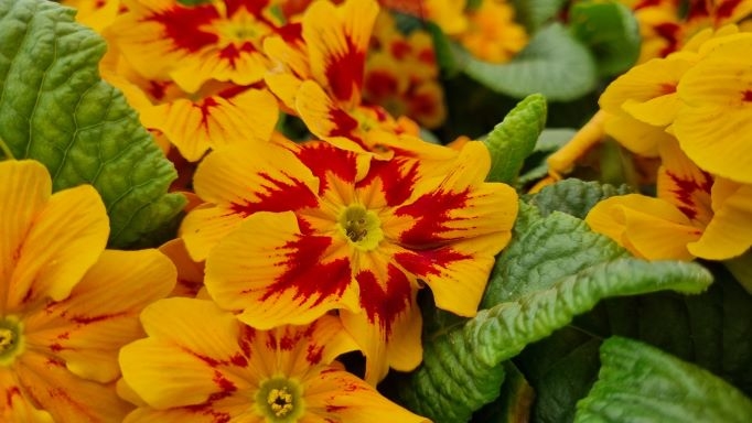 Beginners guide to Spring flowers - St Peters Garden Centre