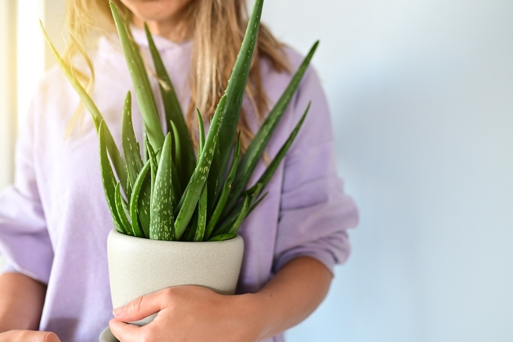 Exploring the power of plants for health - St Peters Garden Centre