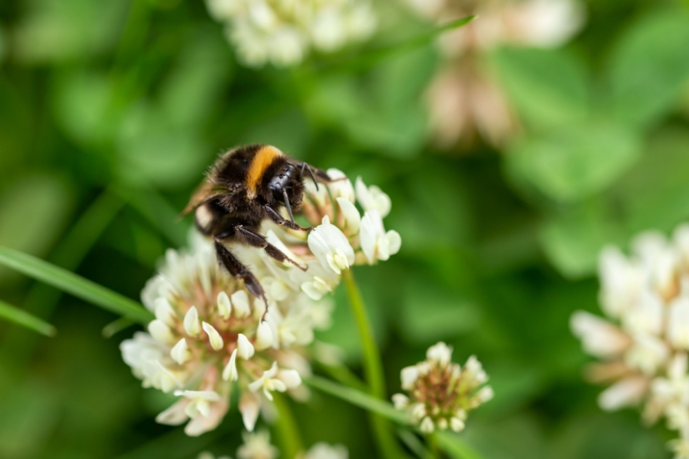 How to attract beneficial insects to your garden - St Peters Garden Centre
