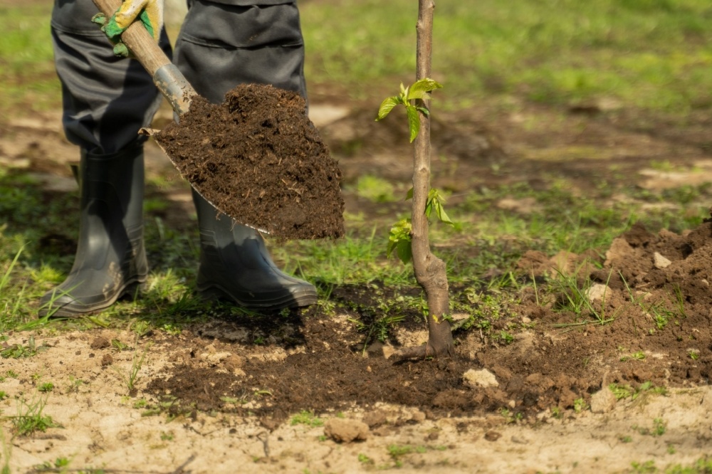 How to plant a tree - St Peters Garden Centre