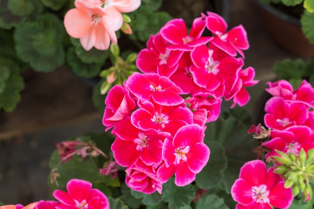 Sow these 3 stunning flowers in February - St Peters Garden Centre