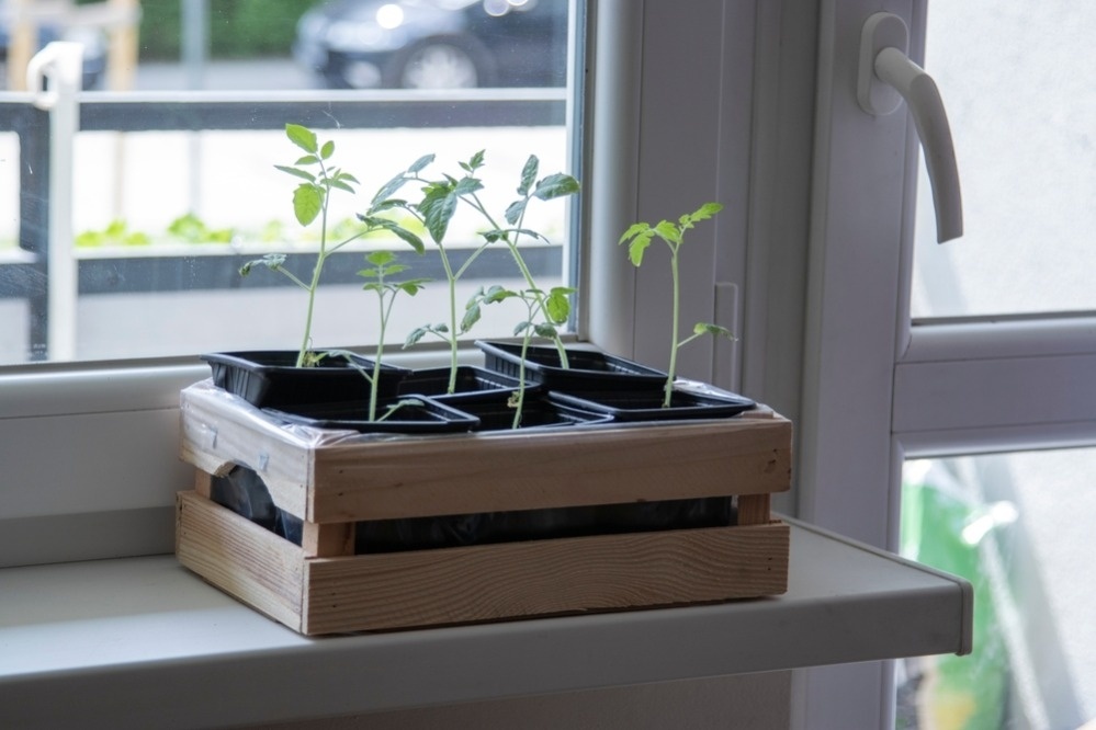 Top 5 seed starter tips for a successful spring harvest - St Peters ...