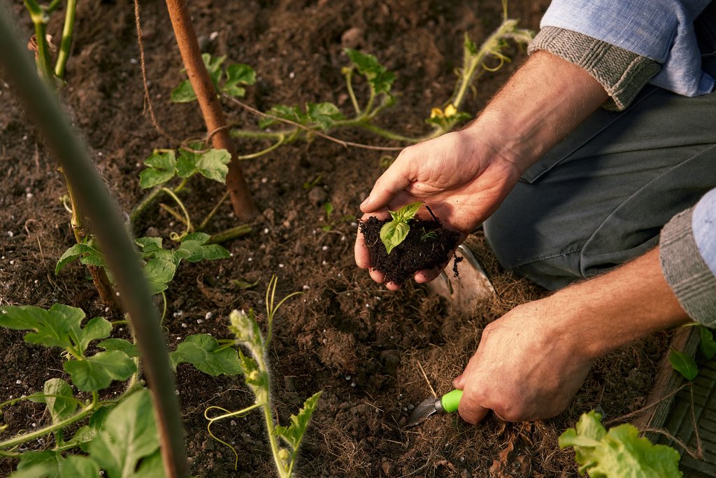 What Is Peat Free Compost? - St Peters Garden Centre