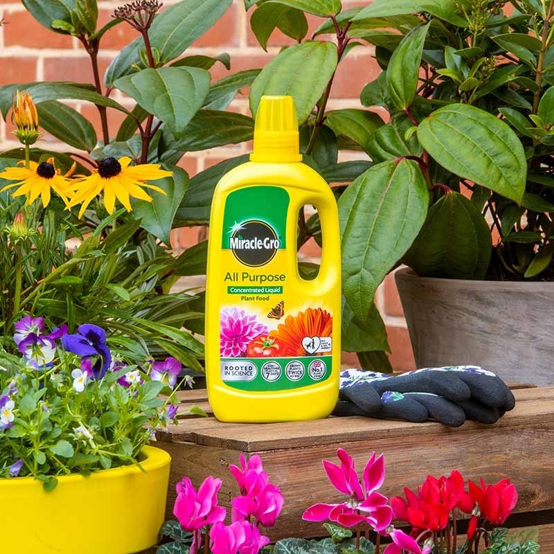 Miracle-Gro All Purpose Concentrated Liquid Plant Food (800ml) - St ...
